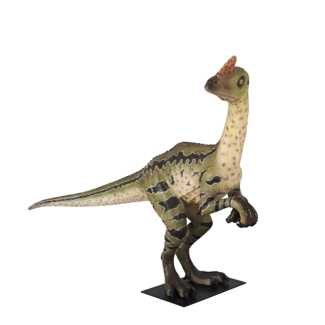 Dinosaur – Dilong Paradoxus – (Doris) – iCatching, everything for events